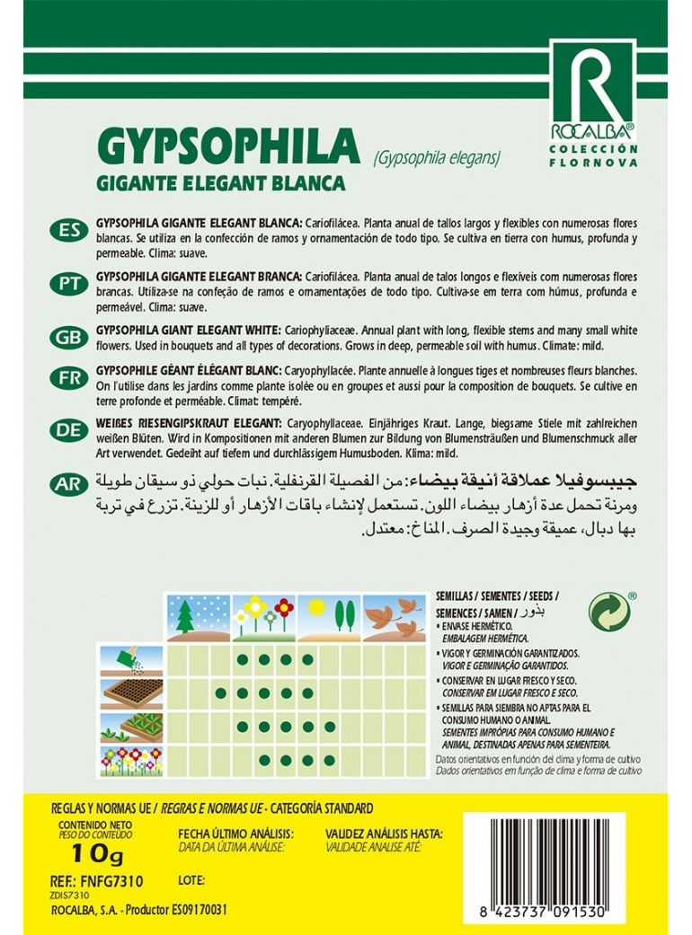 Semilla GIPSOFILA GIGANTE ELEGANT, BLANCA